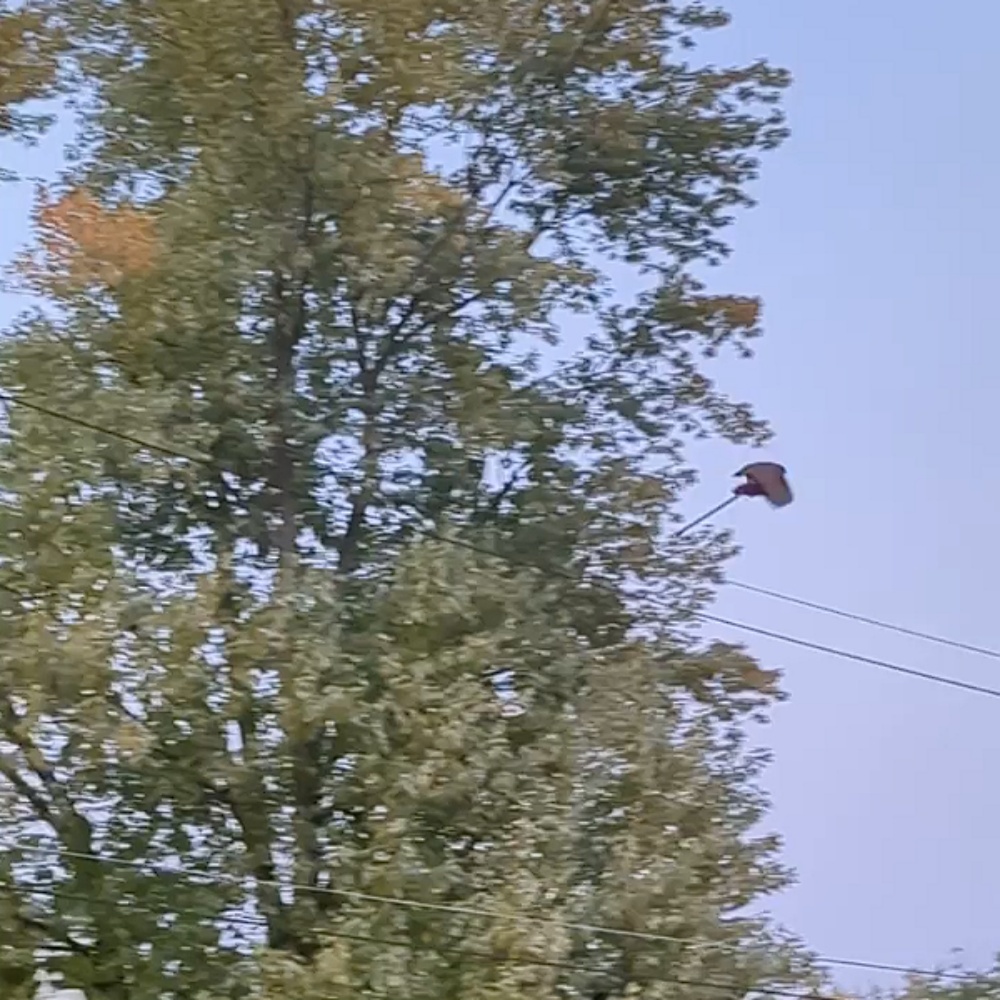 Man sees bird carrying something and can’t help but laugh when he ...