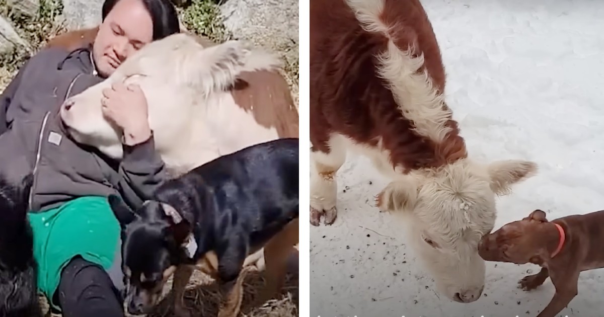 Cow who is ‘convinced’ he’s a dog reunites with his favorite puppy