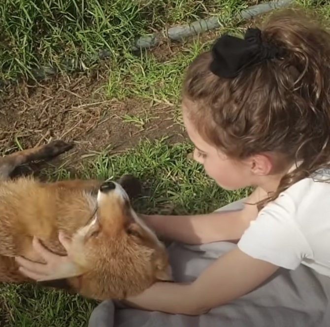 Little girl becomes ‘best friend’ with orphaned fox