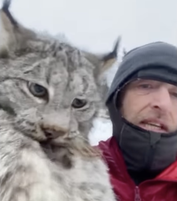 Farmer catches lynx going after his chicken coop and picks him up for ...