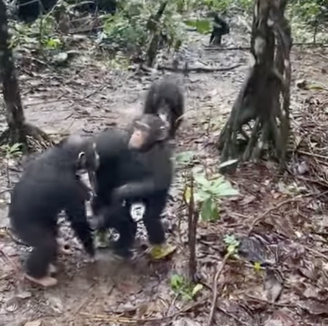 Orphaned chimps ‘take turns’ hugging newest baby to join their family
