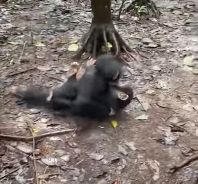 Orphaned chimps ‘take turns’ hugging newest baby to join their family
