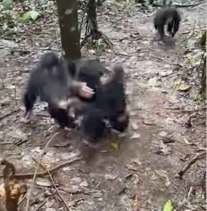 Orphaned chimps ‘take turns’ hugging newest baby to join their family