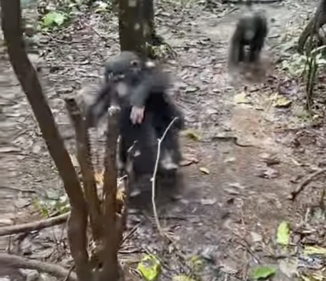 Orphaned chimps ‘take turns’ hugging newest baby to join their family