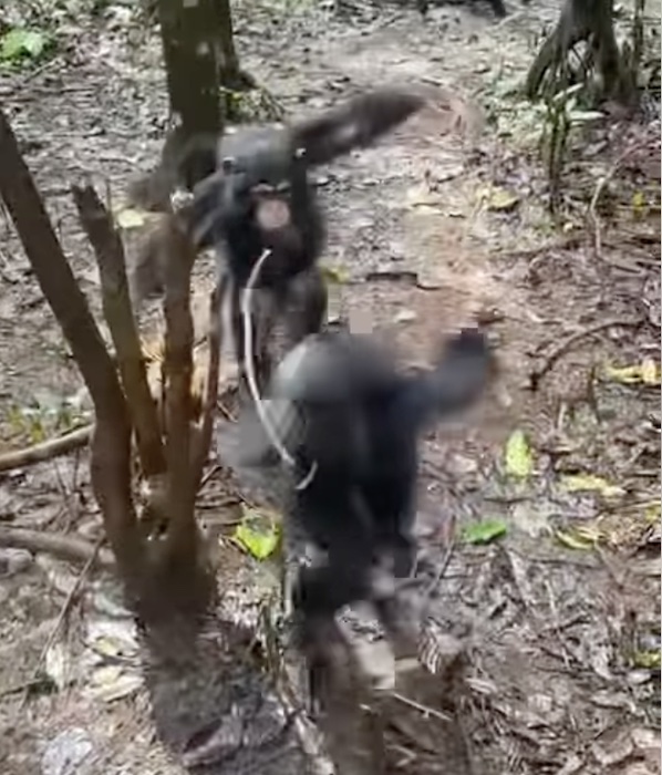 Orphaned chimps ‘take turns’ hugging newest baby to join their family