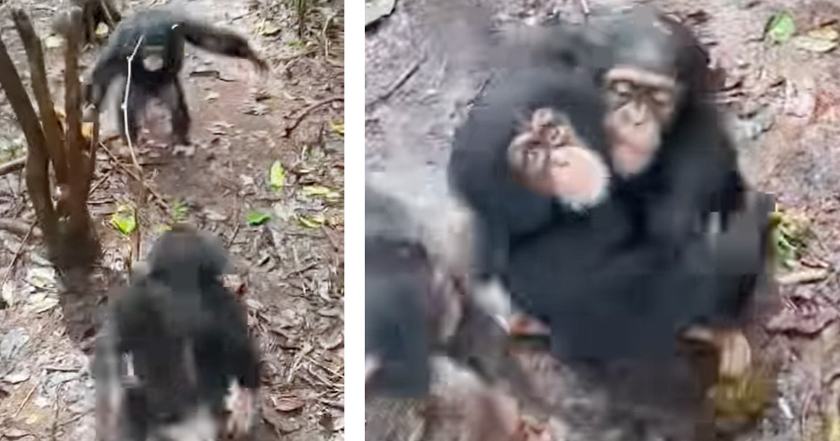 Orphaned chimps ‘take turns’ hugging newest baby to join their family