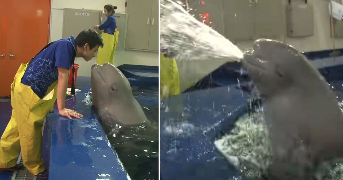 Whale falls in love with aquarium worker and now they have the most ...