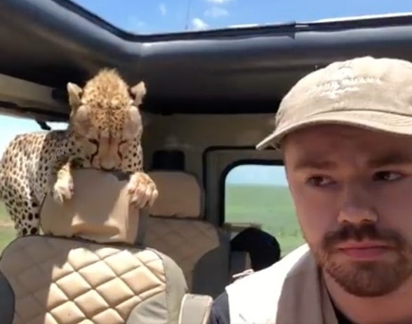 Tourist out on safari goes completely still when cheetah jumps into his ...