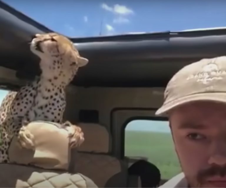 Tourist out on safari goes completely still when cheetah jumps into his ...