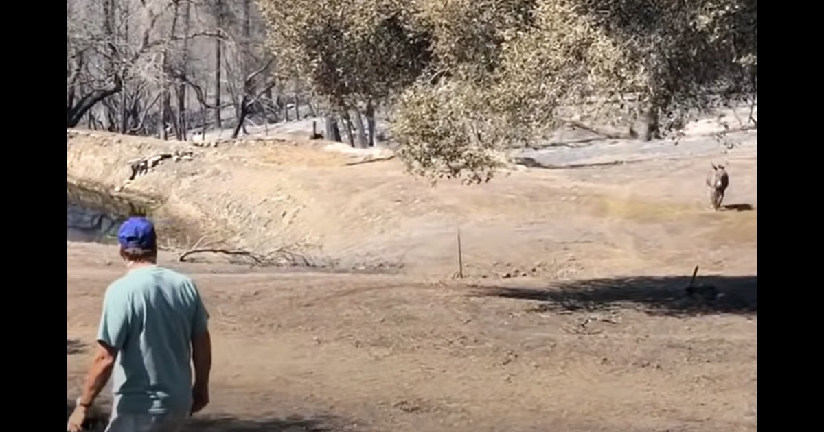Donkey runs to his owner after they survived a wildfire