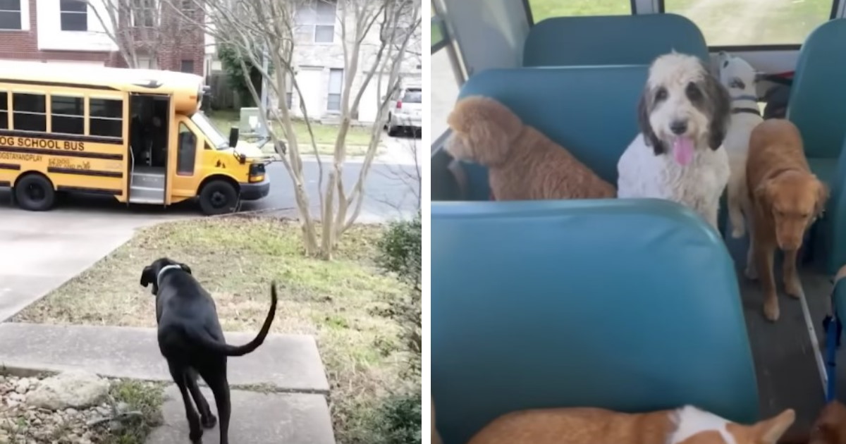 Dogs can’t contain their joy when school bus picks them up each morning