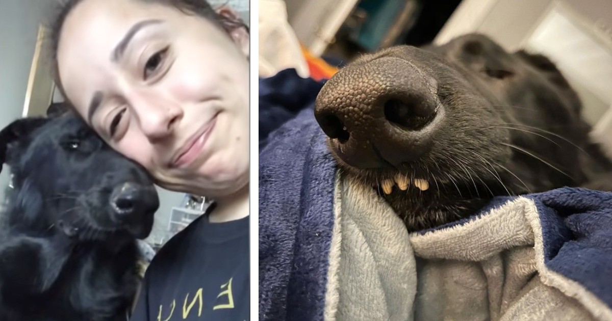 Woman brings home blind rescue dog then learns about his ‘unique’ grin