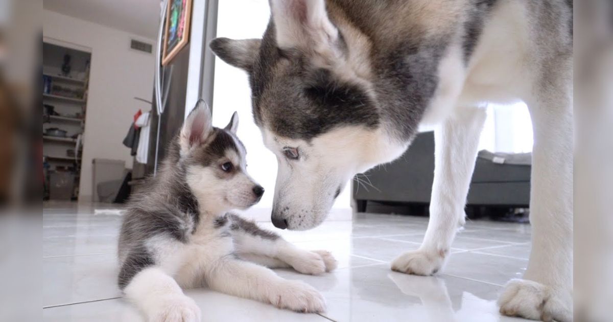 Husky meets his male puppy for the first time and they’re two peas in a pod