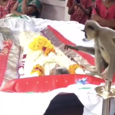 Monkey grieves and says final farewell at funeral of the only man who ...