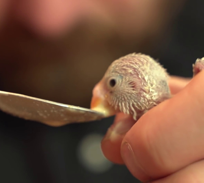 Man records tiny egg hatching and out pops the tiniest parrot he’s ever ...