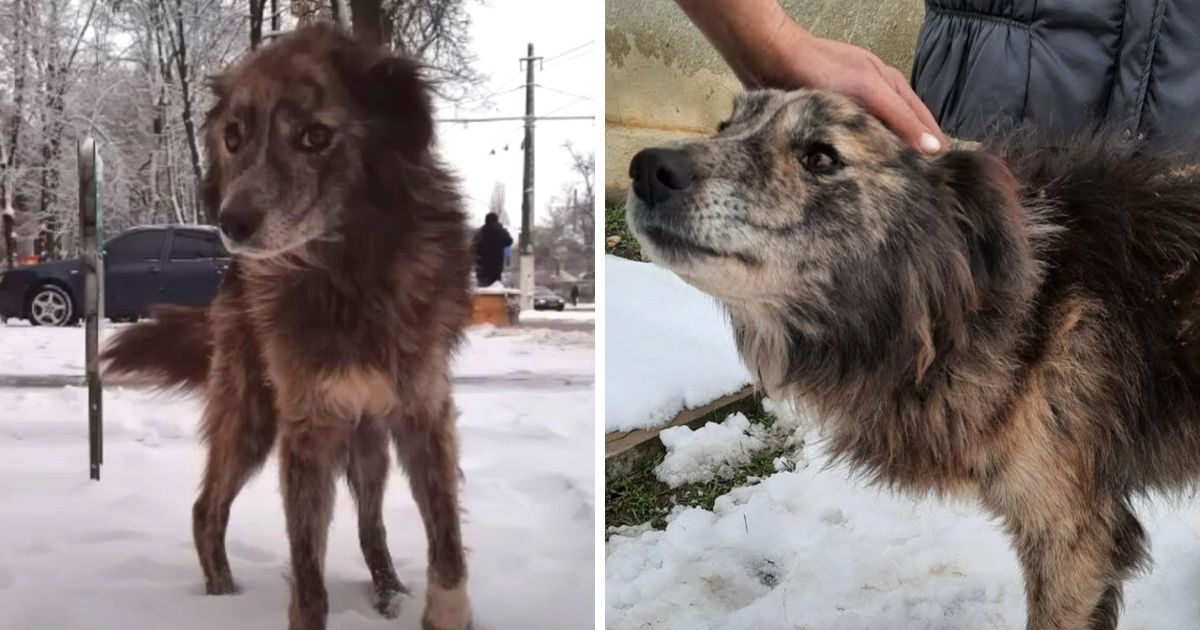 Dog freed from chain after 7 years gives lots of love to people who ...