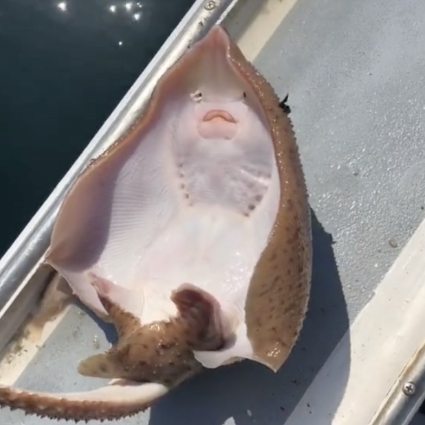 Man tickles dangerous stingray that can't hold back adorable 'smile'