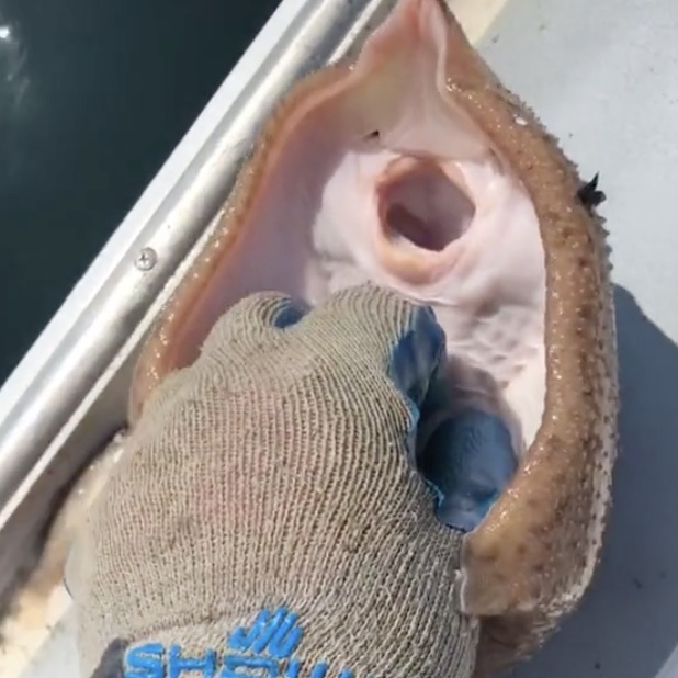 Man tickles dangerous stingray that can't hold back adorable 'smile'