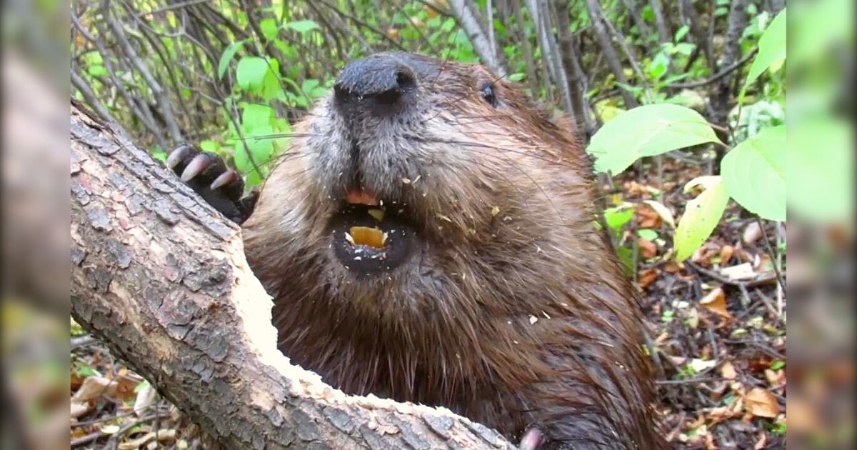 Beaver chews through tree branch in close-up video