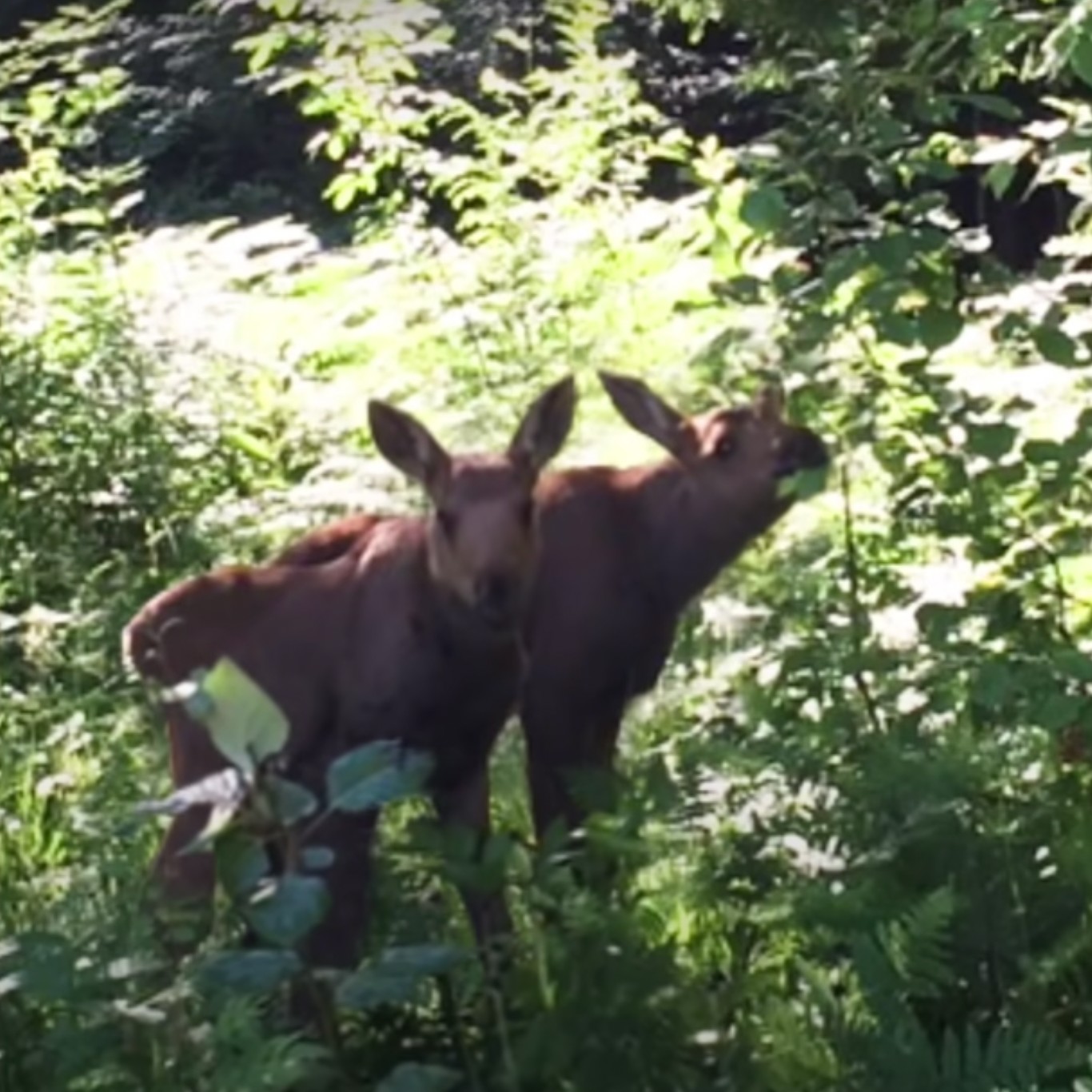 Family welcomes orphaned baby moose twins into their home