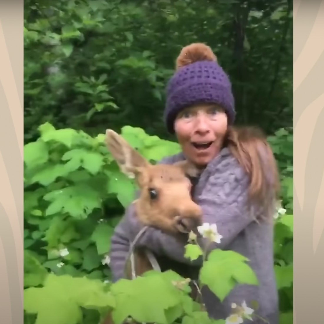 Family welcomes orphaned baby moose twins into their home