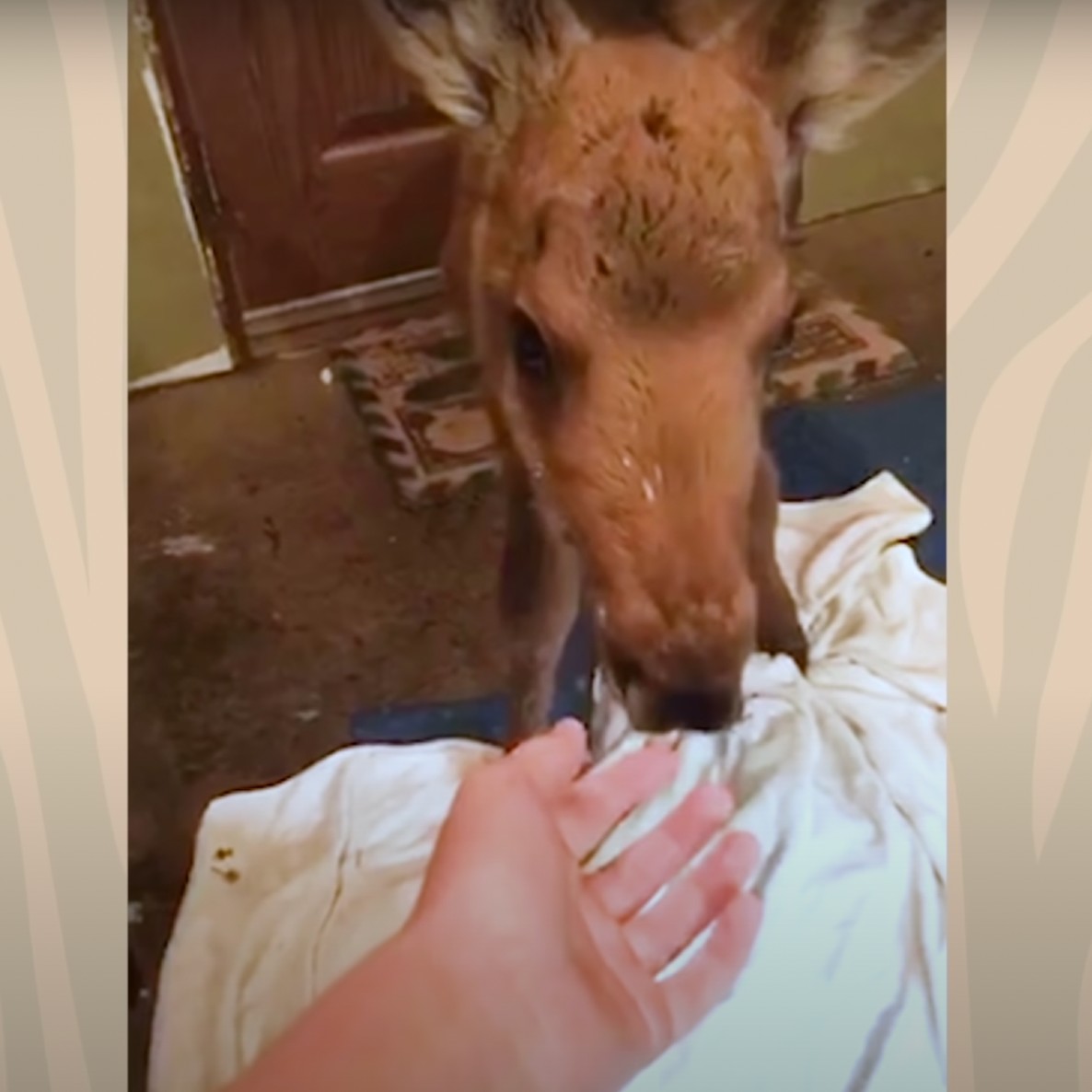 Family welcomes orphaned baby moose twins into their home