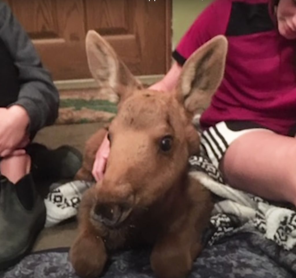 Family welcomes orphaned baby moose twins into their home