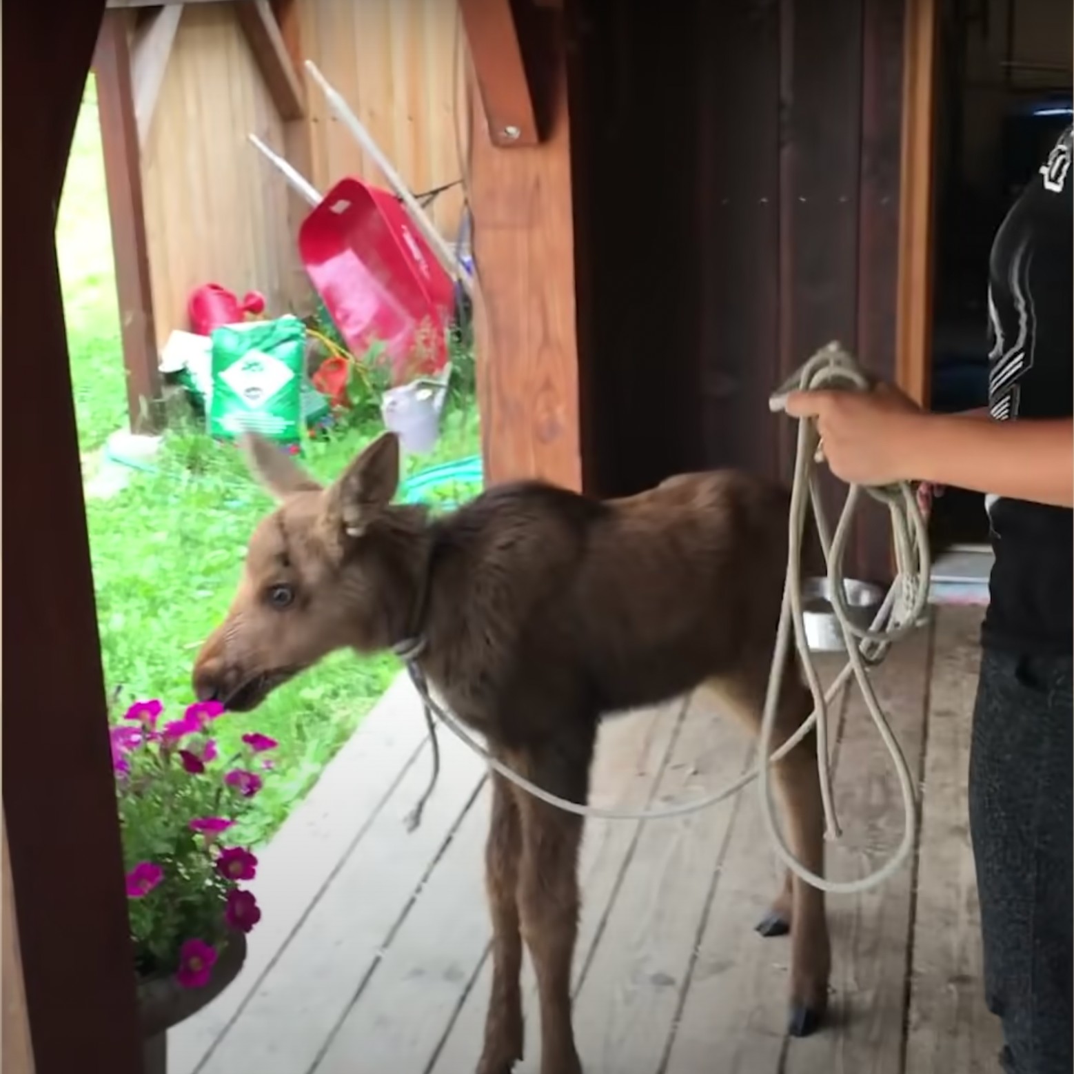 Family welcomes orphaned baby moose twins into their home