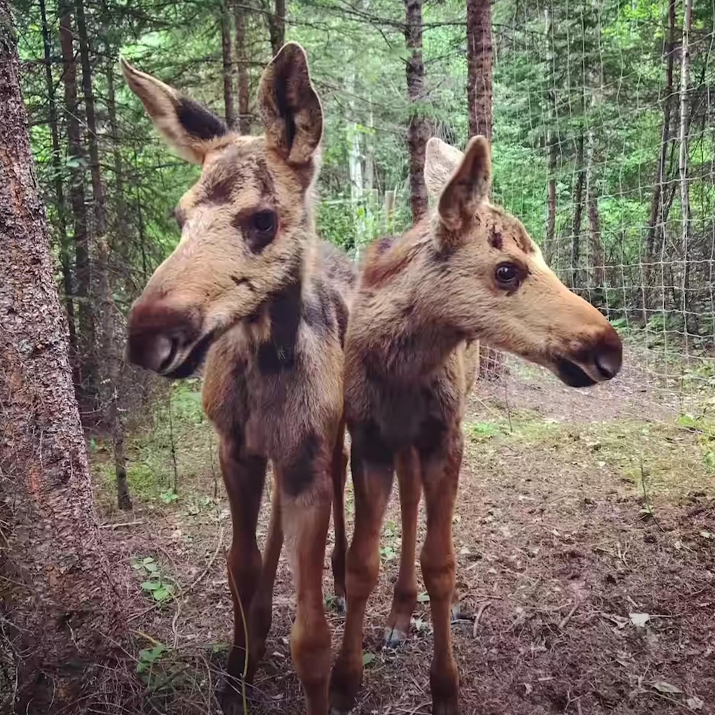 Family welcomes orphaned baby moose twins into their home