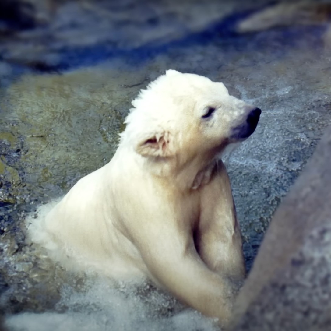 Polar bear is so attached to her human dad she purrs when he’s near