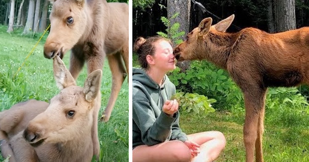 Family welcomes orphaned baby moose twins into their home