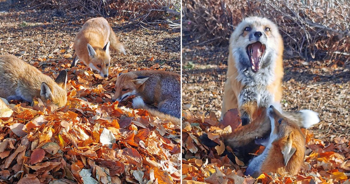 Hesitant foxes approach a pile of leaves and end up having the time of ...