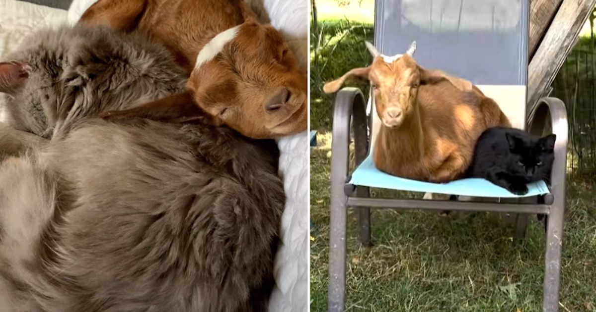 Adorable rescue goat that grew up with felines is convinced she’s a cat too