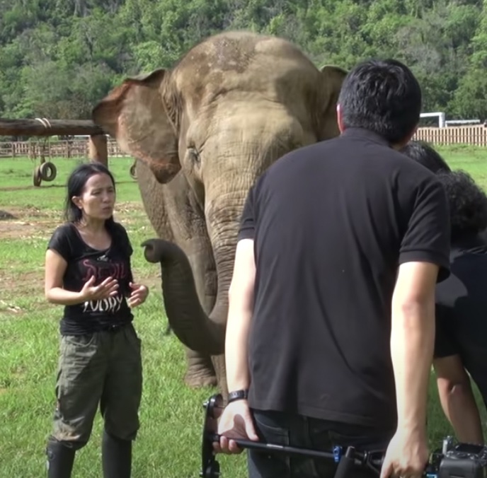 Woman’s being interviewed when adorable elephant steals the spotlight