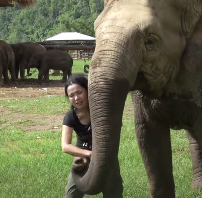 Woman’s being interviewed when adorable elephant steals the spotlight