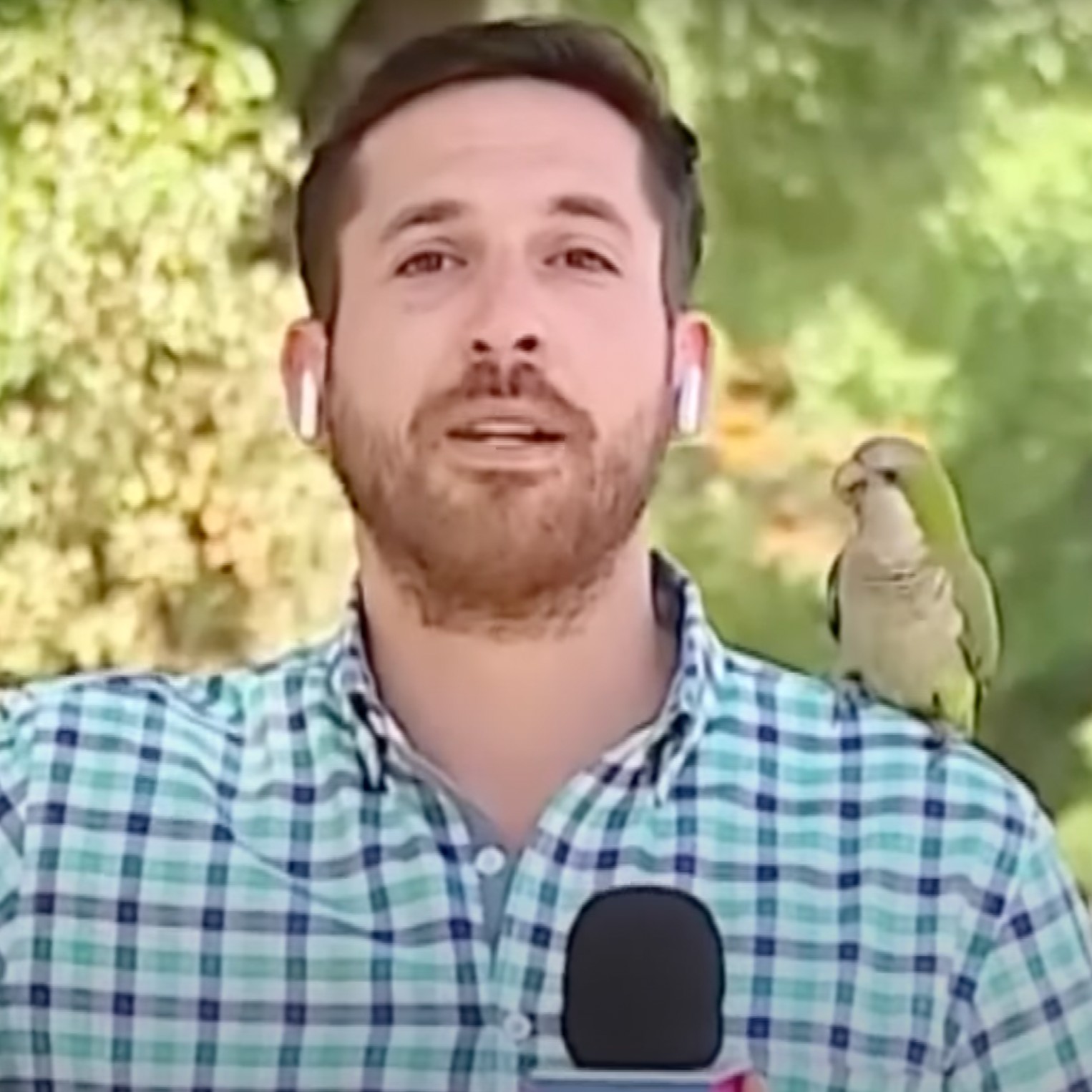 Parrot robs reporter while live on-air and takes off like a bandit