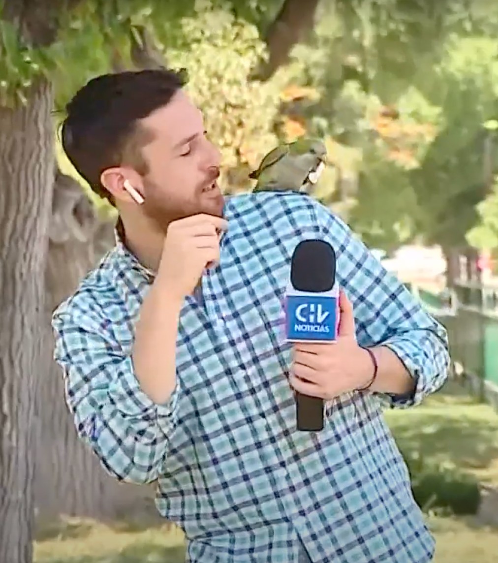 Parrot robs reporter while live on-air and takes off like a bandit
