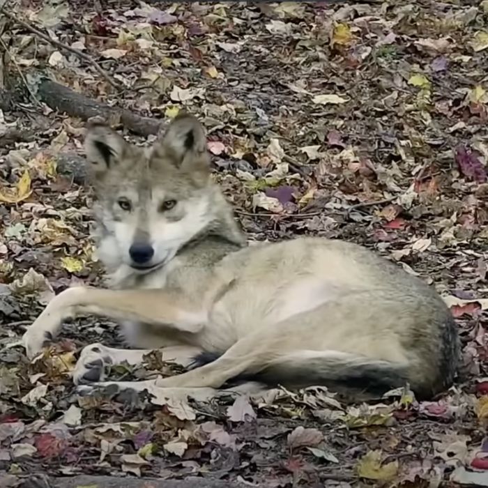 Wolf wakes up in pile of leaves and melts hearts with adorable ...