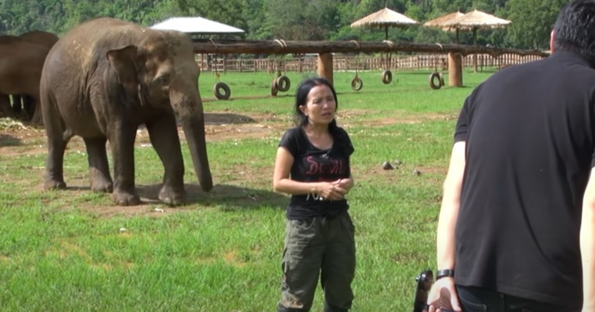 Woman’s being interviewed when adorable elephant steals the spotlight