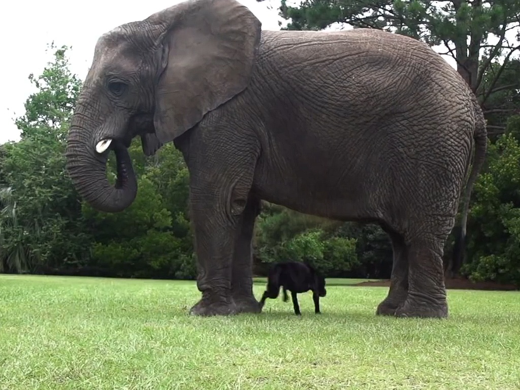 Orphaned elephant and black Labrador are the best of friends and love ...