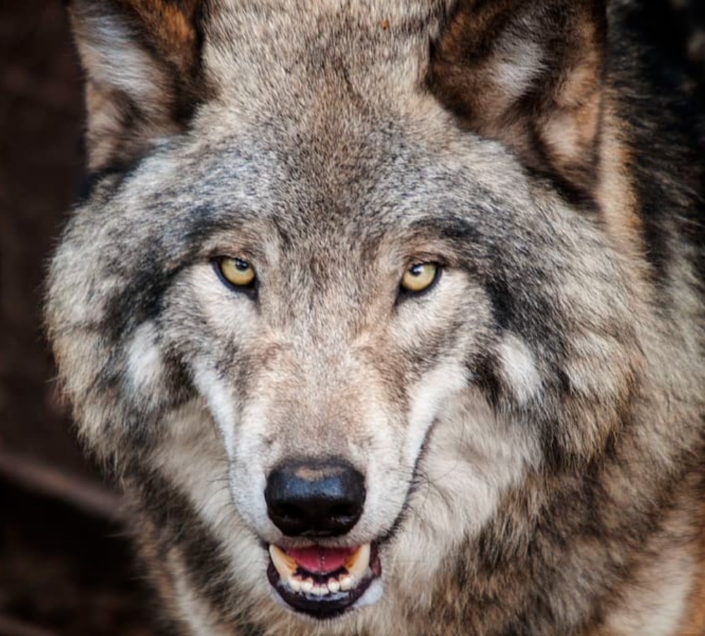 Wolf wakes up in pile of leaves and melts hearts with adorable ...