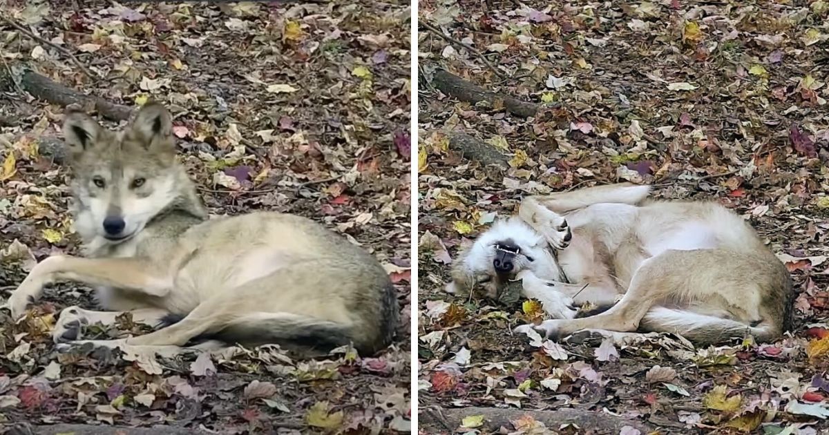 Wolf wakes up in pile of leaves and melts hearts with adorable ...