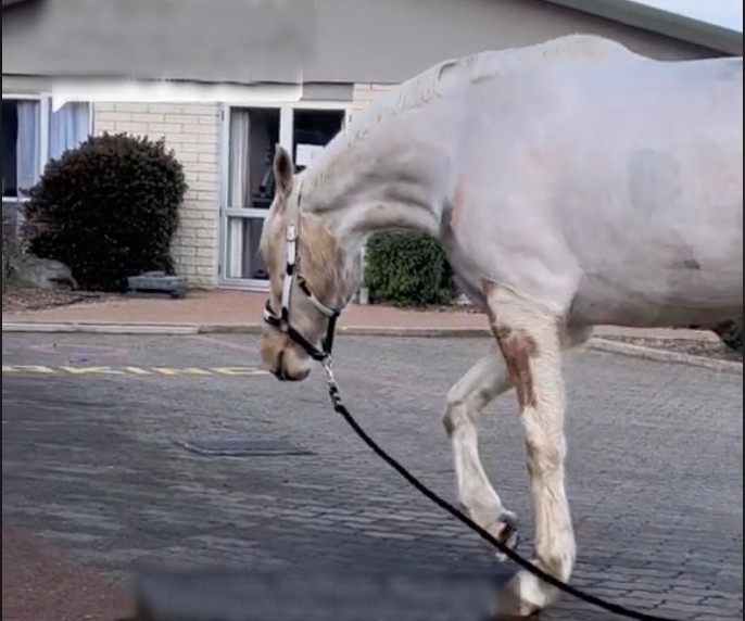 Horse starts breaking out of stall to visit dementia patients that fed ...