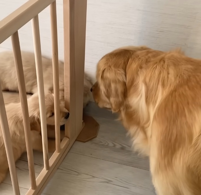 First time Golden Retriever dad melts hearts meeting all 11 of his ...