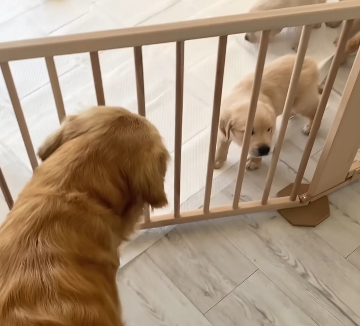 First time Golden Retriever dad melts hearts meeting all 11 of his ...