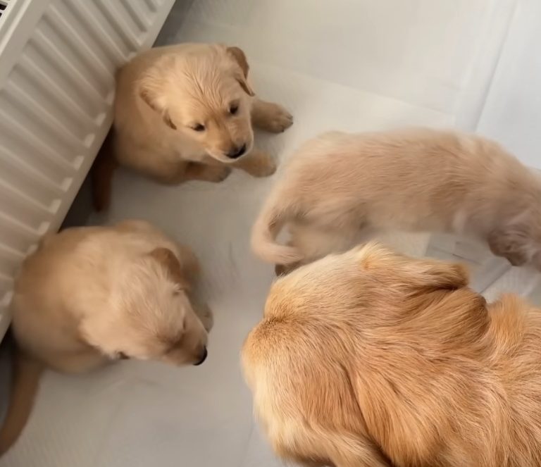 First time Golden Retriever dad melts hearts meeting all 11 of his ...