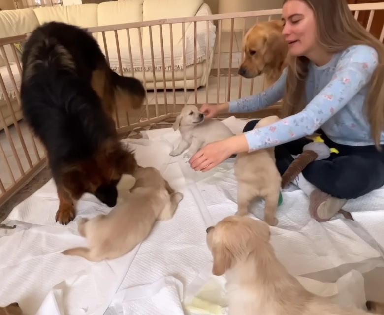 First time Golden Retriever dad melts hearts meeting all 11 of his ...