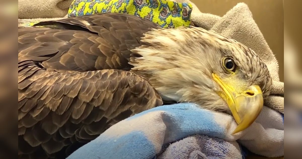 Vet works to slowly gain Bald Eagle’s trust so she can learn to fly ...