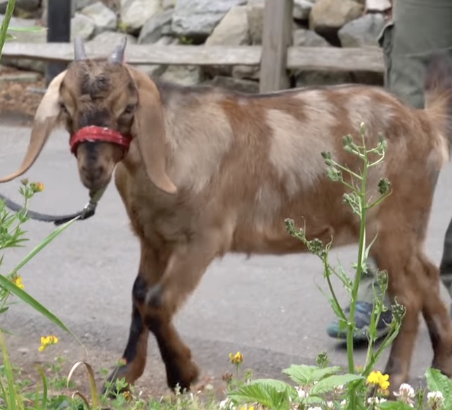 Tiny goats melt hearts meeting river otters for the first time