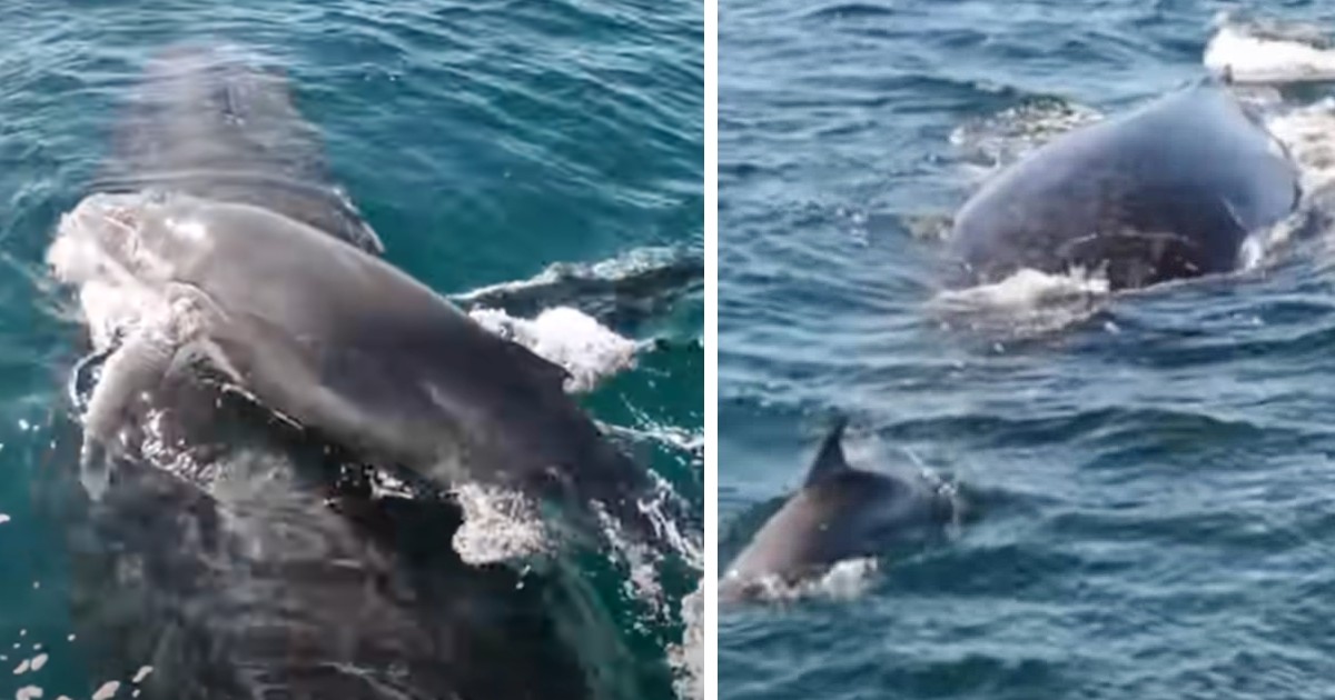 Brave dolphins protect mom whale and baby from male humpback whales